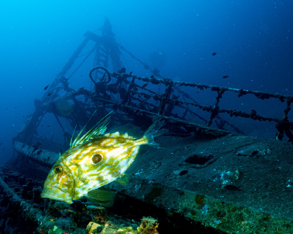 Scubadiving and environmental protection around the croatian island Vis ...
