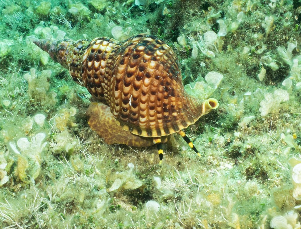 Marinelife and Underwaterphotography: Giant triton snail – S c u b a V ...